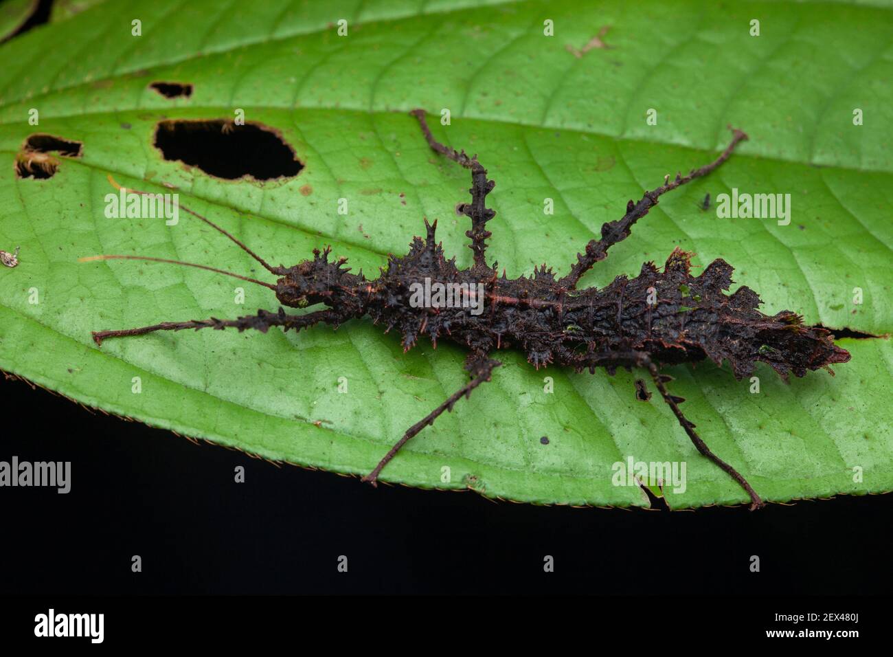 Spiny Stick Insect (Taraxippus samarae), Omar Torrijos Herrera National ...
