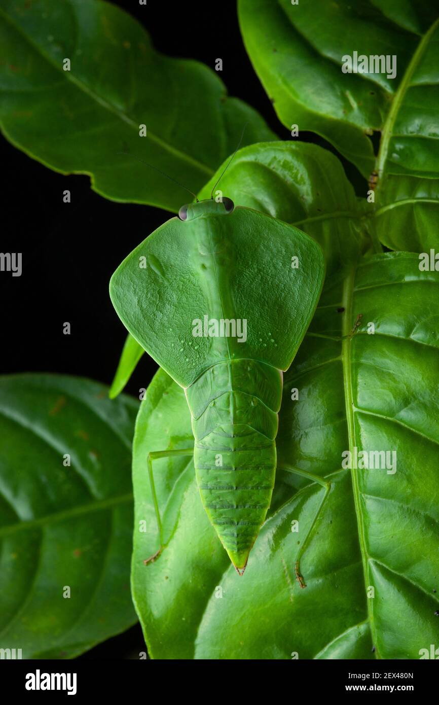 Hooded Mantis (Choeradodis rhombicollis), immature female, Anton valley ...