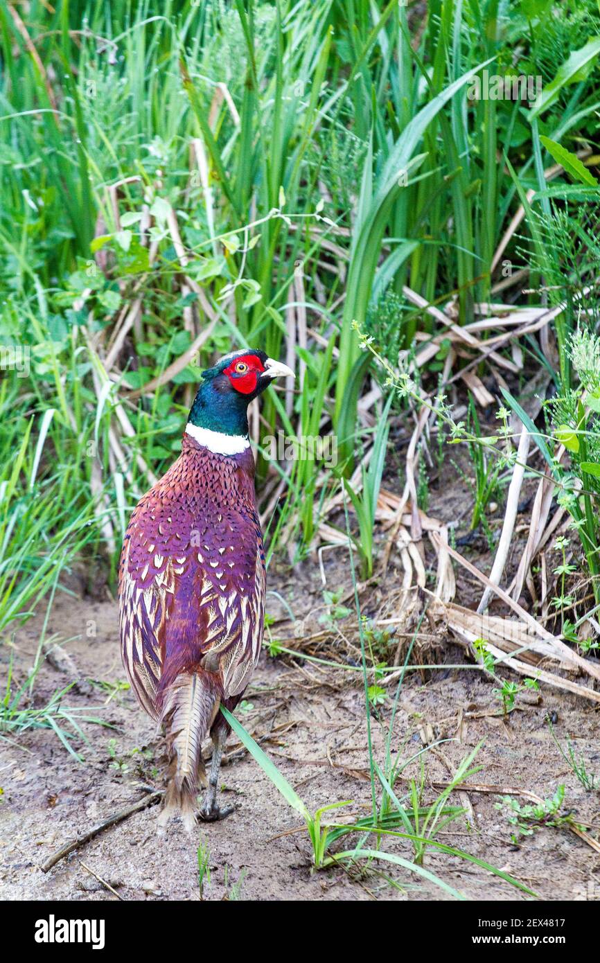 Ring-necked Pheasant (Phasianus colchicus), Saint-Julien-le-montagnier ...