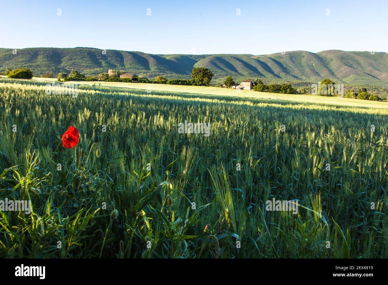 Poppies and shed in the North of the Grand Luberon, Cereste, Alpes de ...