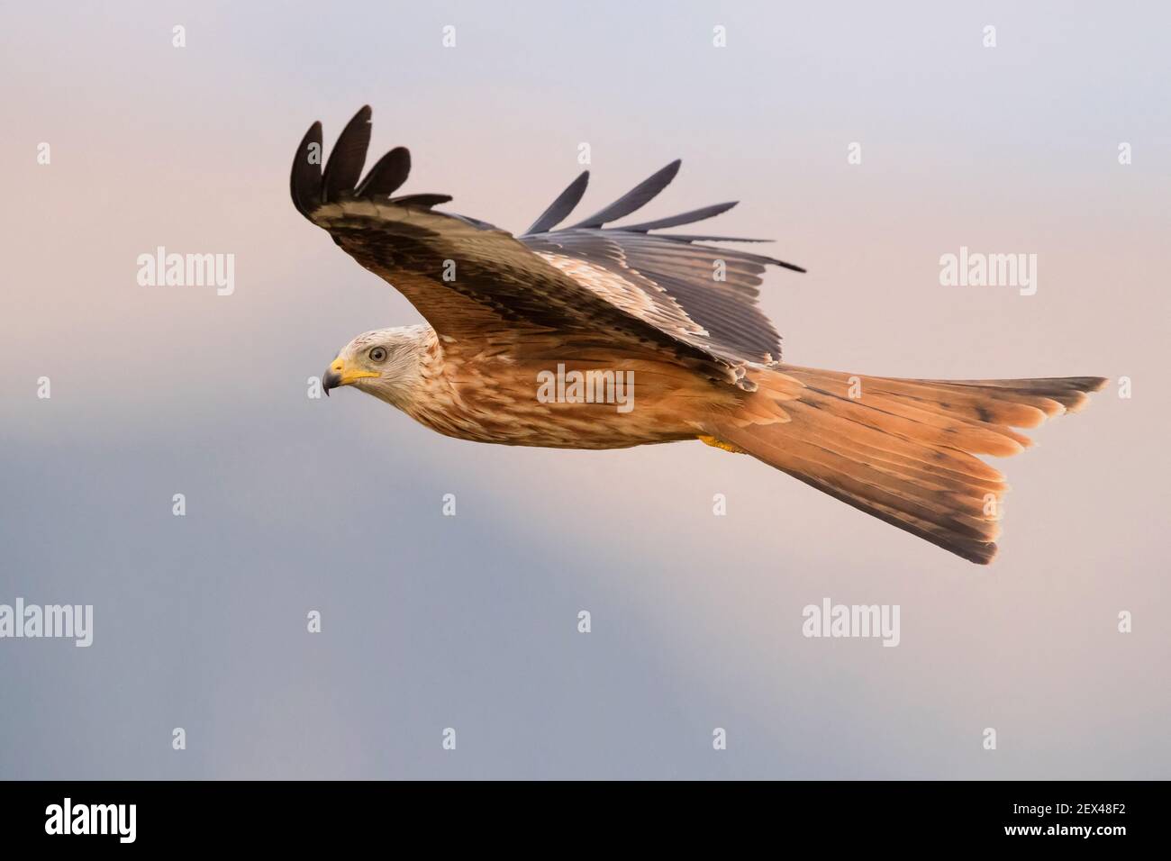 Red Kite (Milvus milvus), side view of a juvenile in flight, Basilicata ...