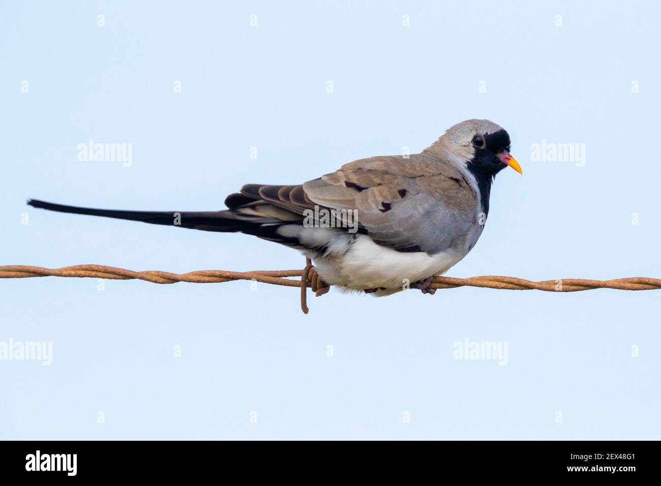 Namaqua Dove (Oena capensis), side view of an adult male perched on a ...