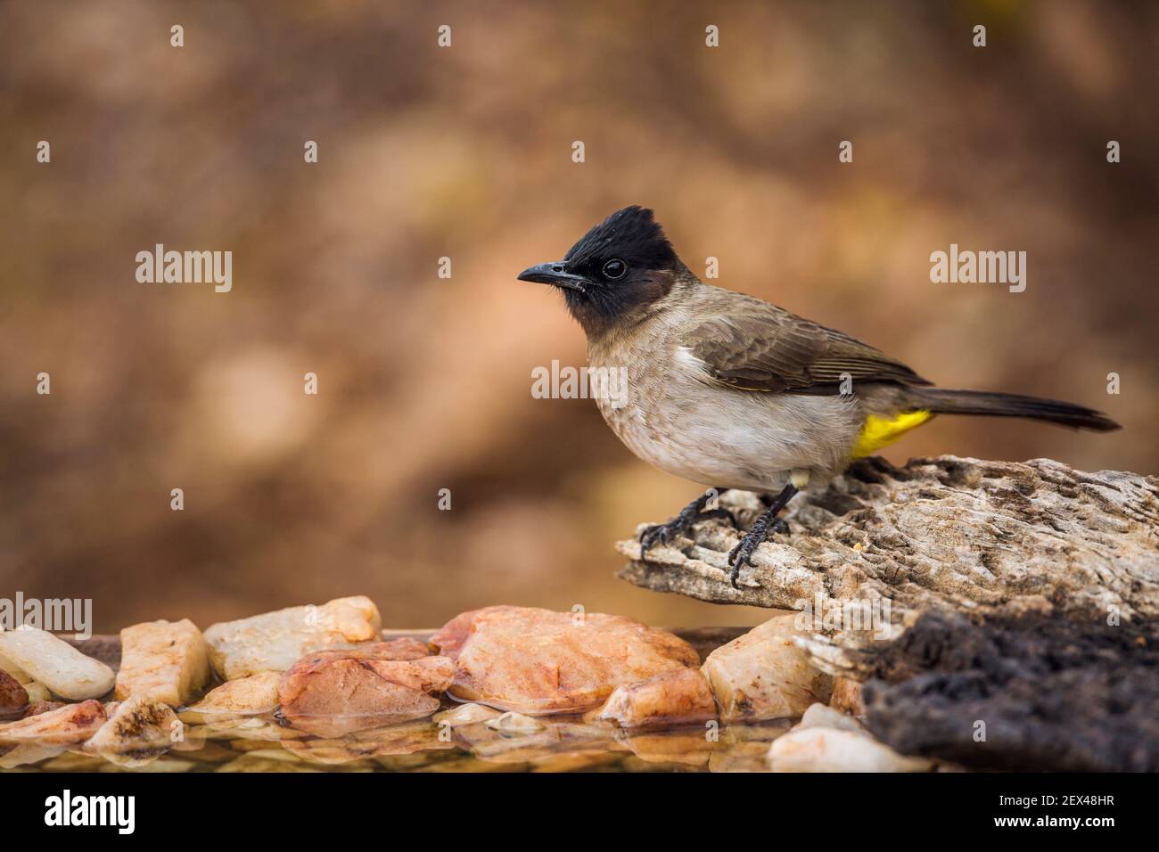 Dark capped Bulbul (Pycnonotus tricolor) standing on a log at waterhole ...