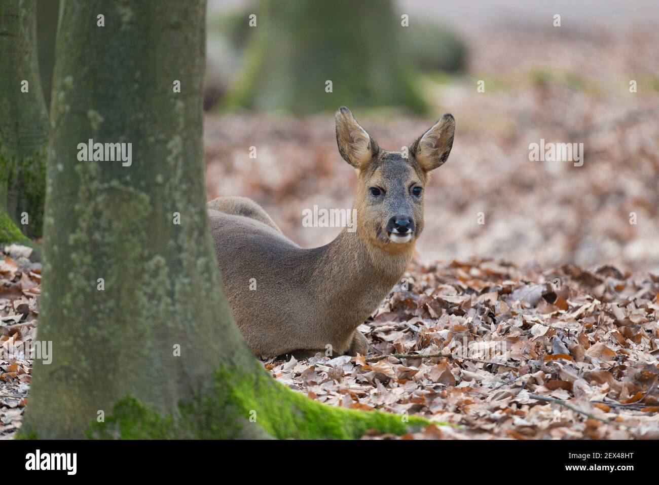 Western roe deer in wintertime, Capreolus capreolus, Female, Germany ...