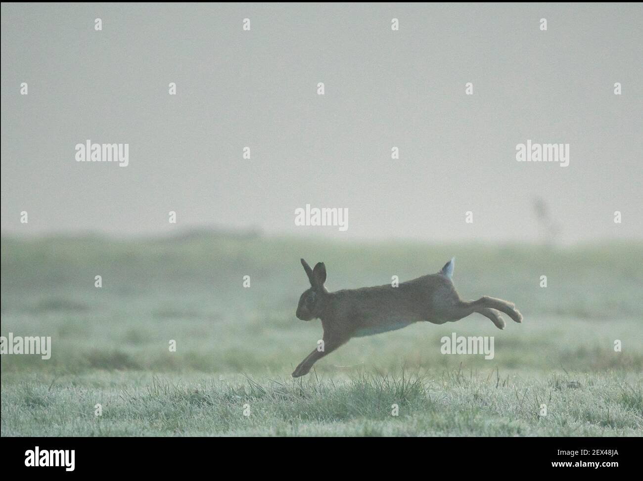 Hare Jumps High Resolution Stock Photography and Images - Alamy