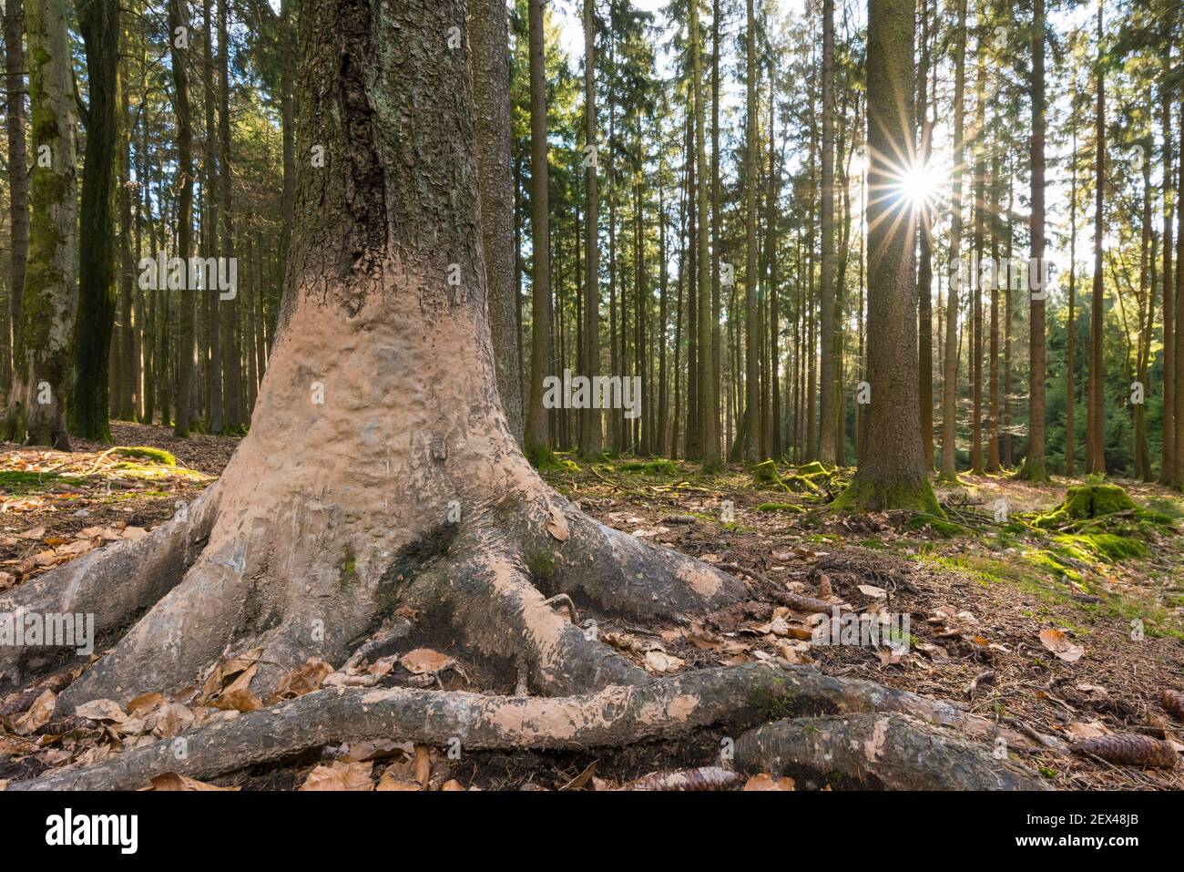 Wild boar sus rubbing tree hi-res stock photography and images - Alamy