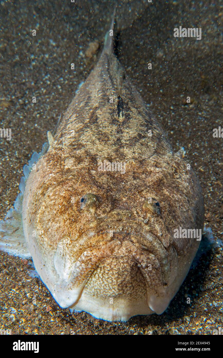 Atlantic stargazer(Uranoscopus scaber). He lives buried in the sand ...