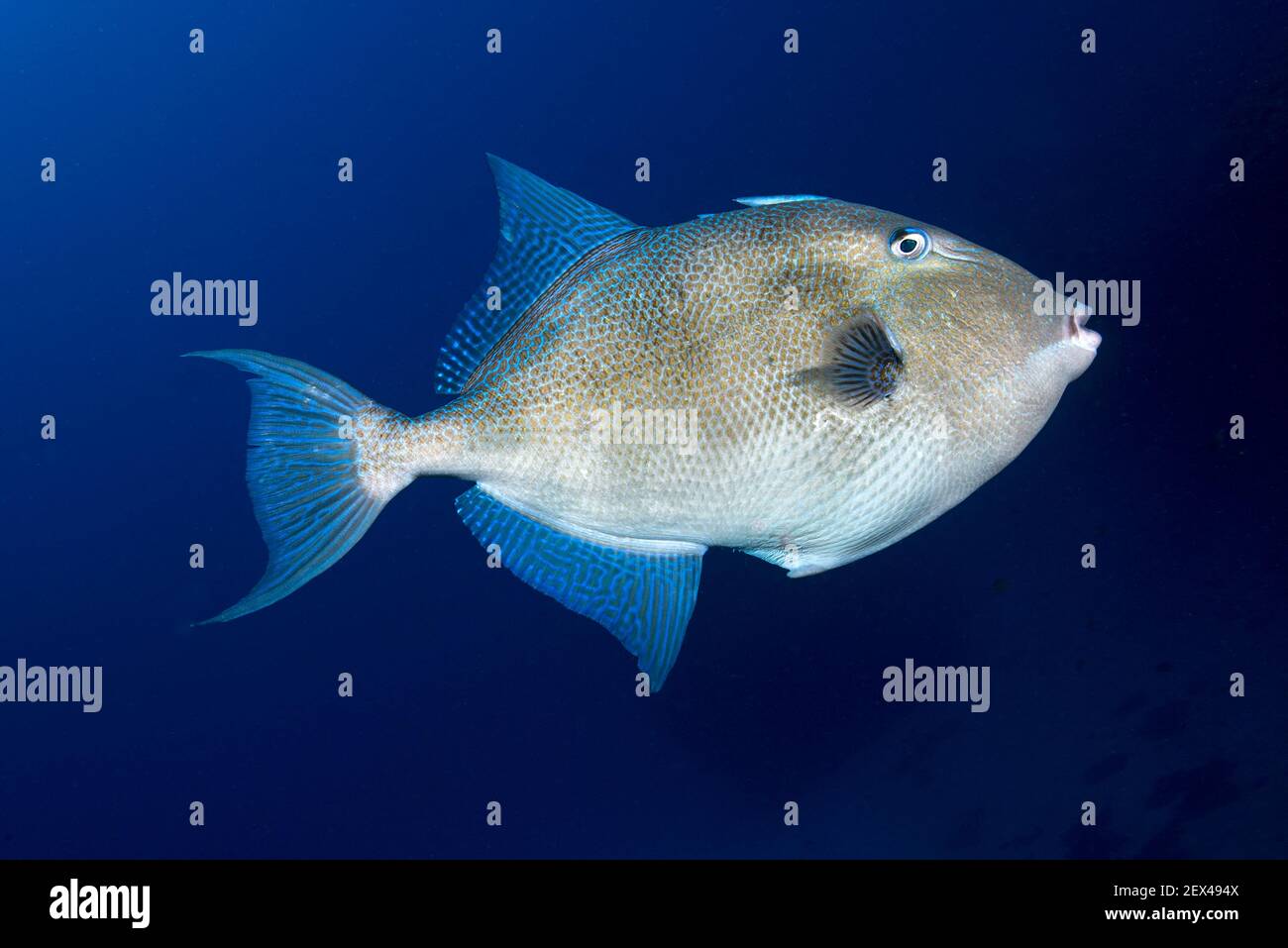 Grey triggerfish (Balistes capriscus). Fish of the Canary Islands ...