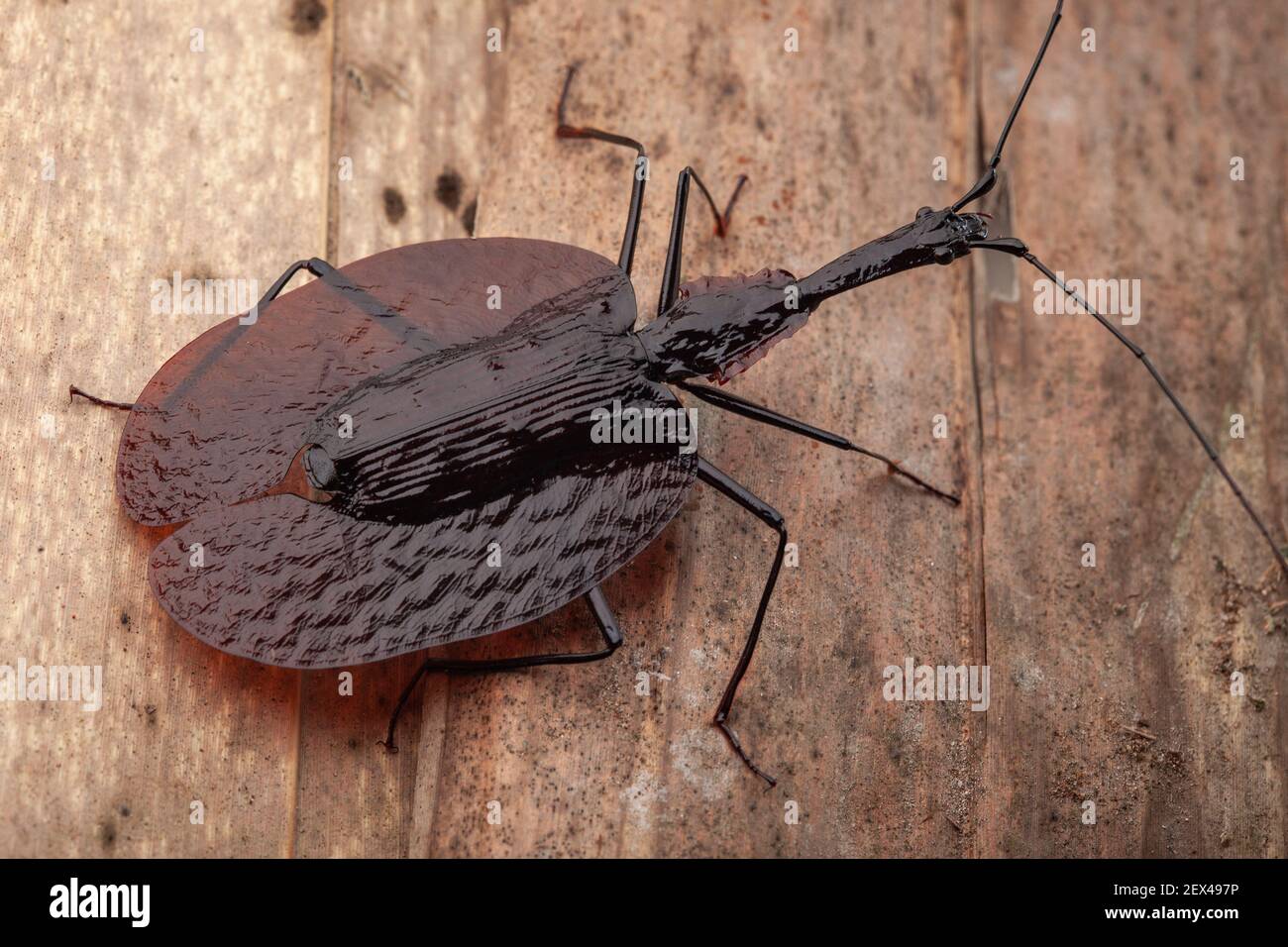 Violin Beetle (Mormolyce phyllodes), Fraser?s Hill, Malaysia Stock ...