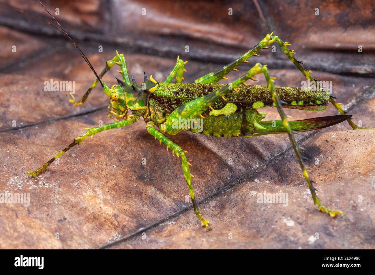 Katydid (Championica montana), female, Iquitos, Peru Stock Photo - Alamy