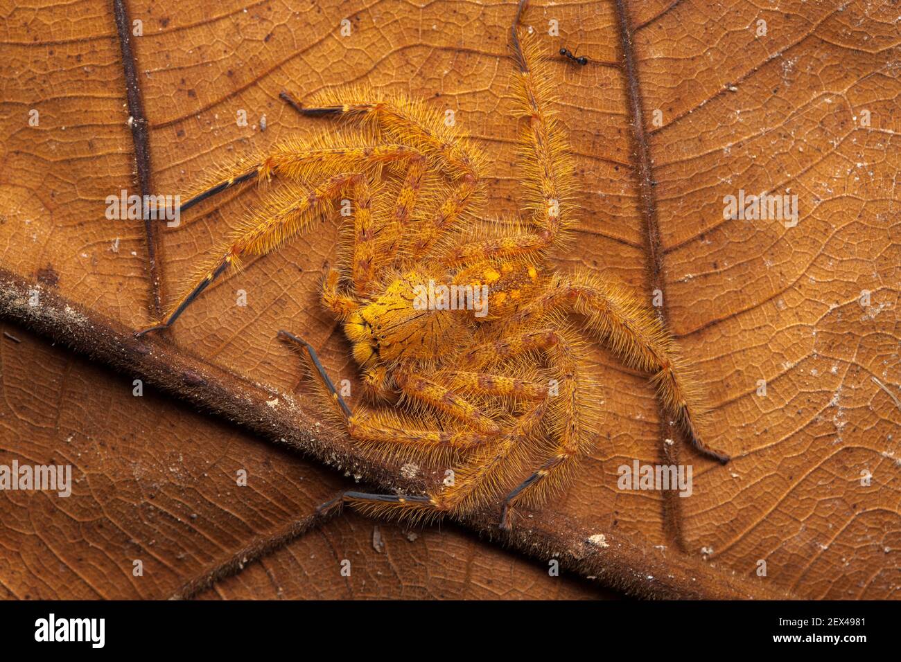 David Bowie spider (Heteropoda davidbowie), Kuala Lumpur, Malaisie ...