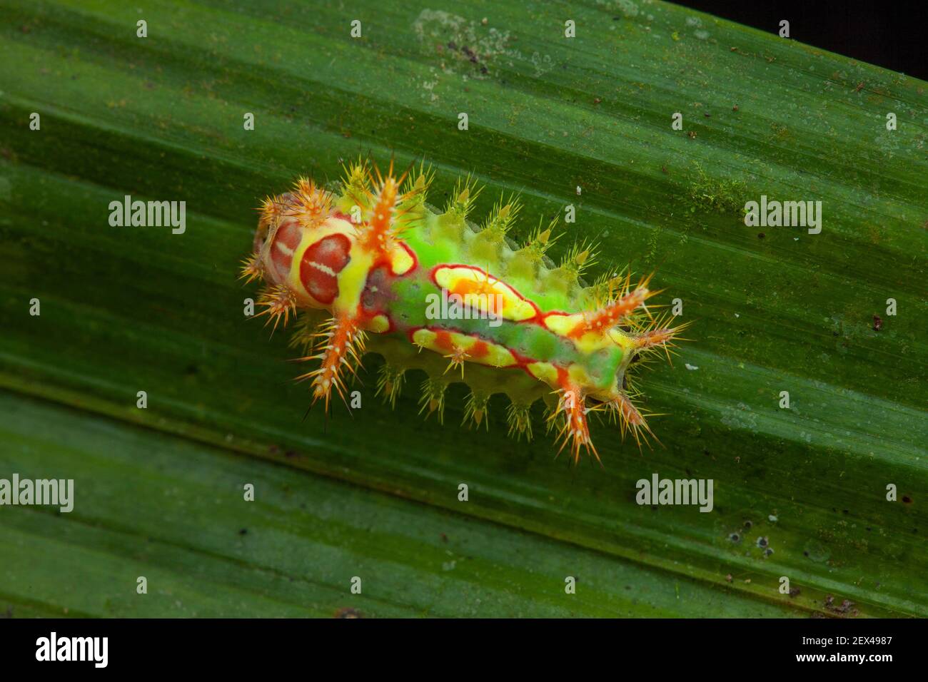 Talima (Talima sp), Talima beckeri? caterpillar, Panama Stock Photo - Alamy