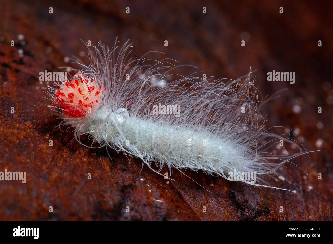 Metalmark Caterpillar High Resolution Stock Photography and Images - Alamy