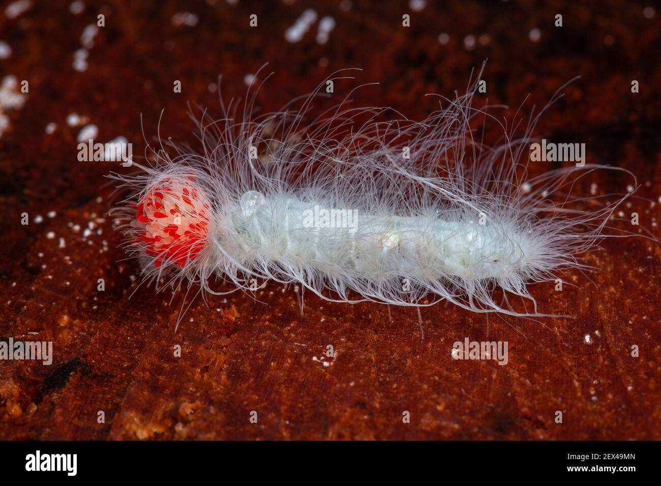 Metalmark Caterpillar High Resolution Stock Photography and Images - Alamy