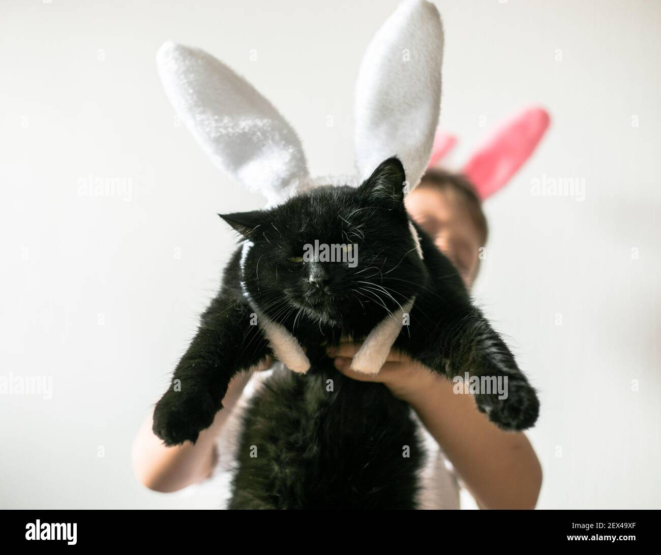 Cute funny black cat in bunny ears on white background. Cat in suit for ...