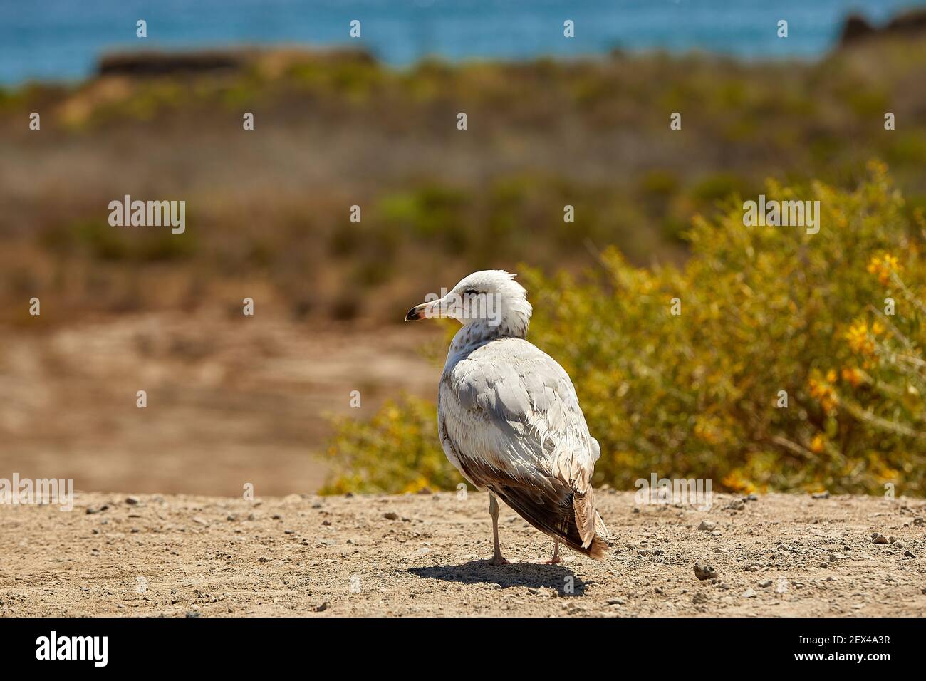 Seagull flying over sea cliffs at Camp Pendleton marine base in ...