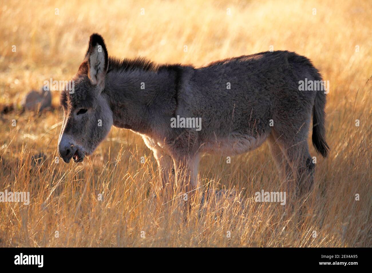 Young Provence donkey in tall grass, France Stock Photo - Alamy