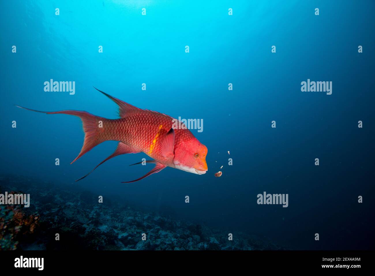 Coral Hogfish High Resolution Stock Photography and Images - Alamy
