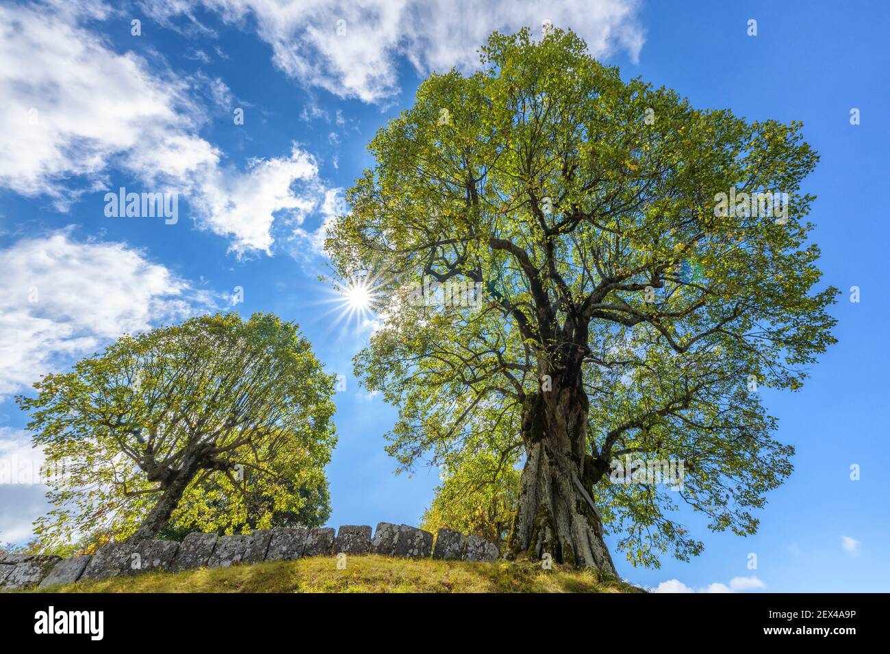 Sully lime tree, over 400 years old and a other youngest lime tree ...