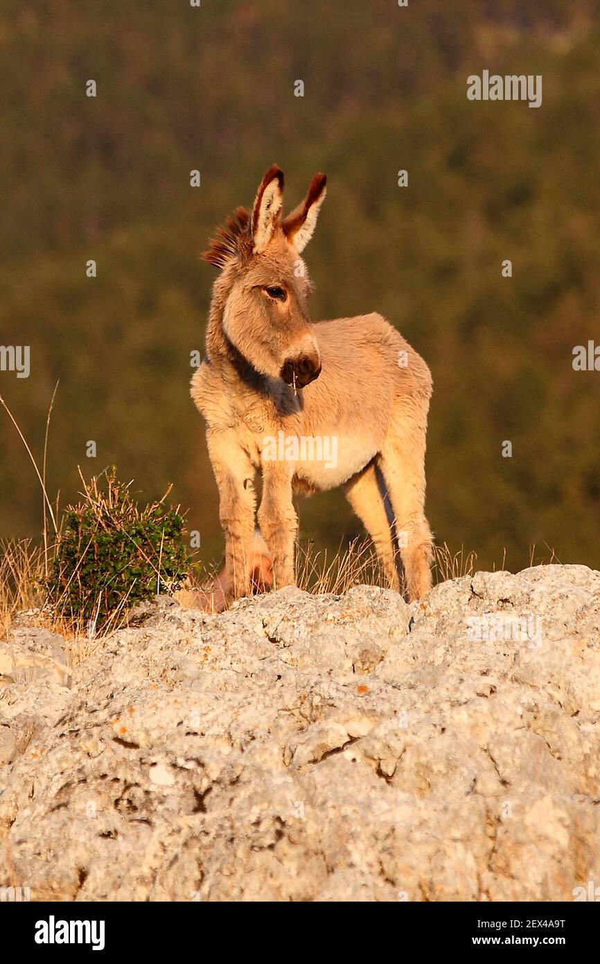 Provence donkey hi-res stock photography and images - Alamy
