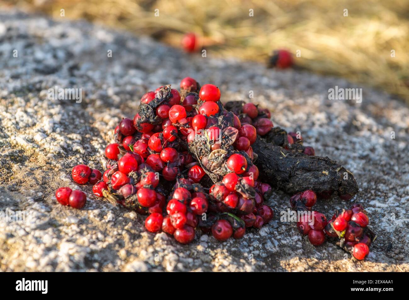 Fox droppings full of rowan fruits, visual and olfactory marker of ...