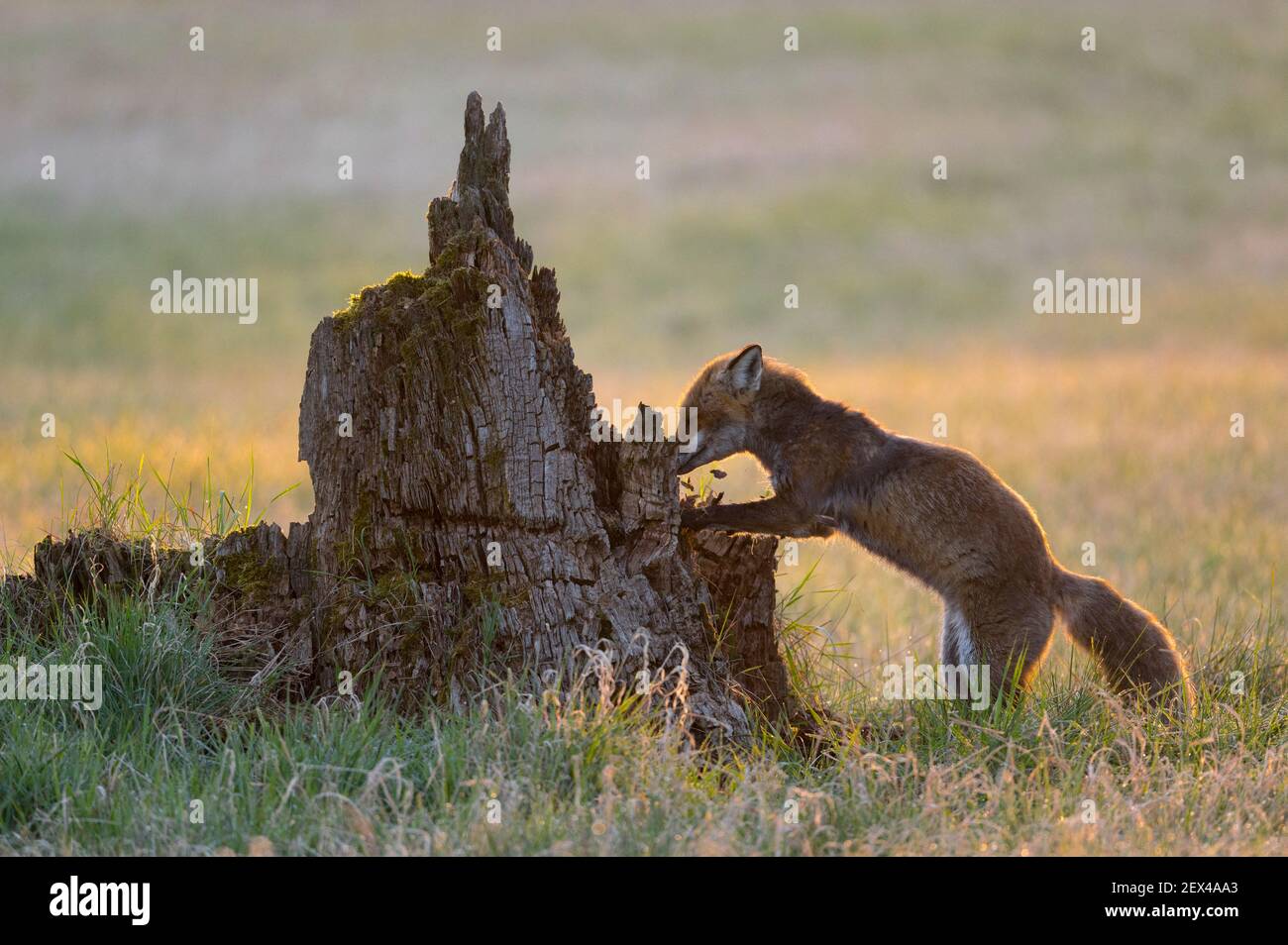 Red fox (Vulpes vulpes) examining an old tree trunk, April, Hesse ...