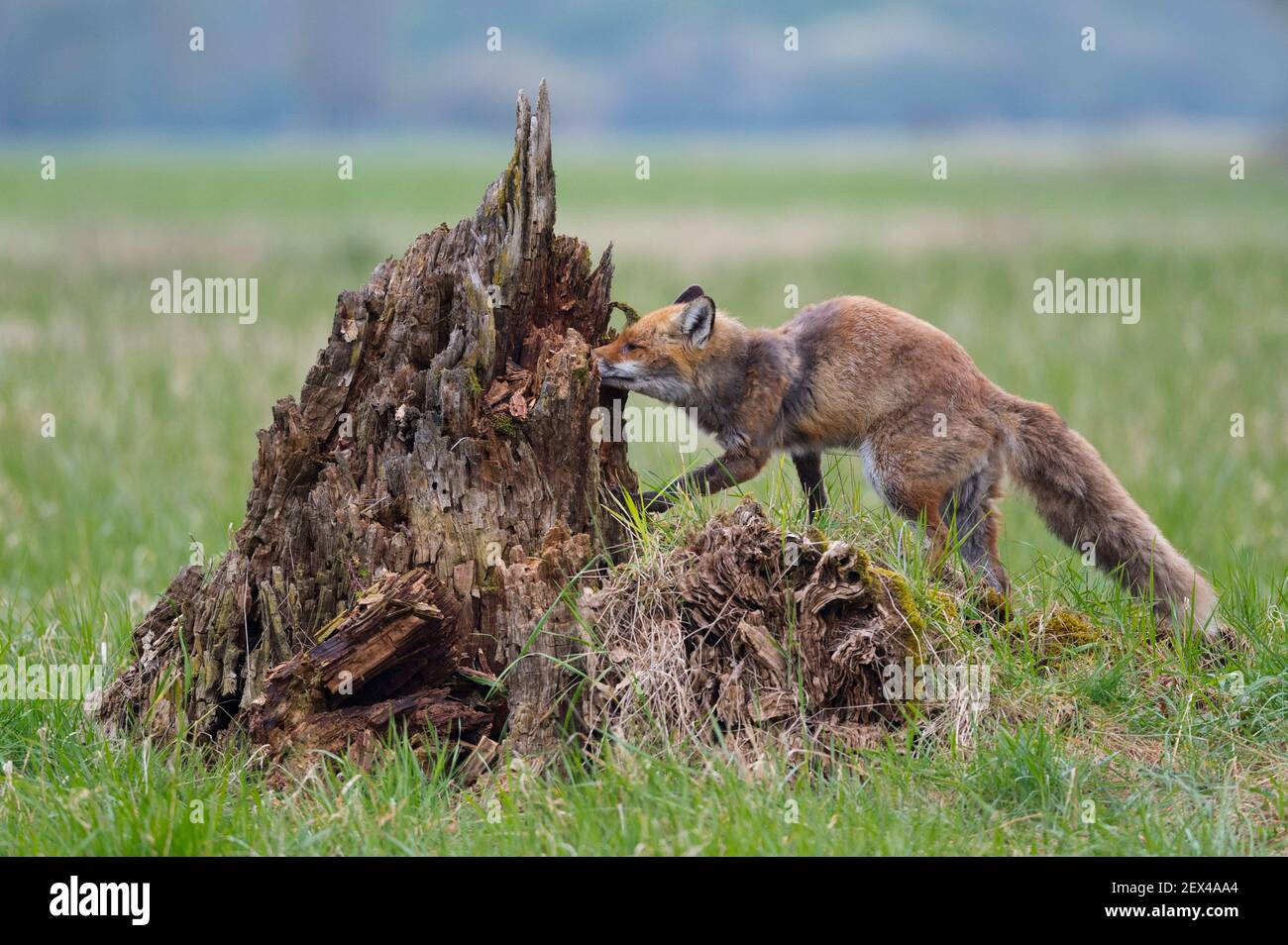 Red fox (Vulpes vulpes) examining an old tree trunk, April, Hesse ...