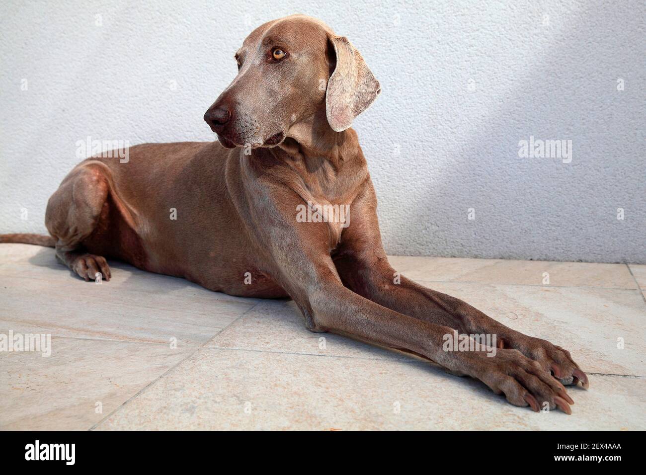Weimar pointer female aged 7 years lying Stock Photo - Alamy