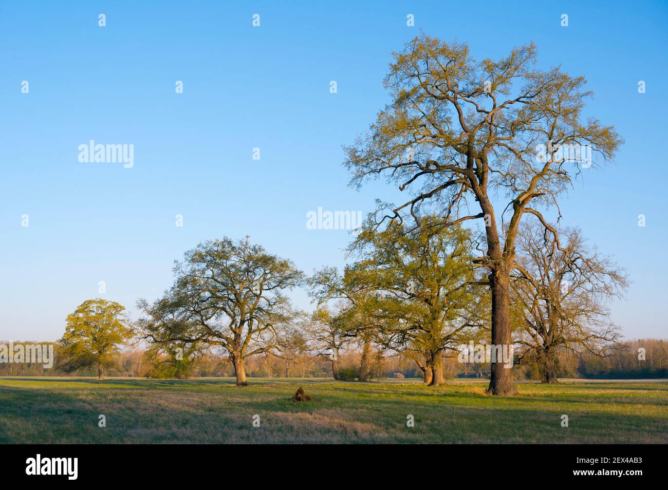 Oak tree hessen hi-res stock photography and images - Alamy