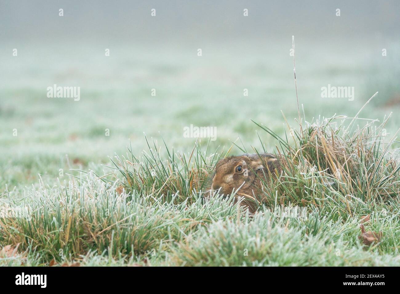 Brown hare (Lepus europaeus) laying in a meadow covered with frost ...