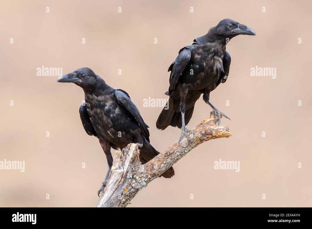 Common Raven (Corvus corax hispanus), two individual perched on a dead ...