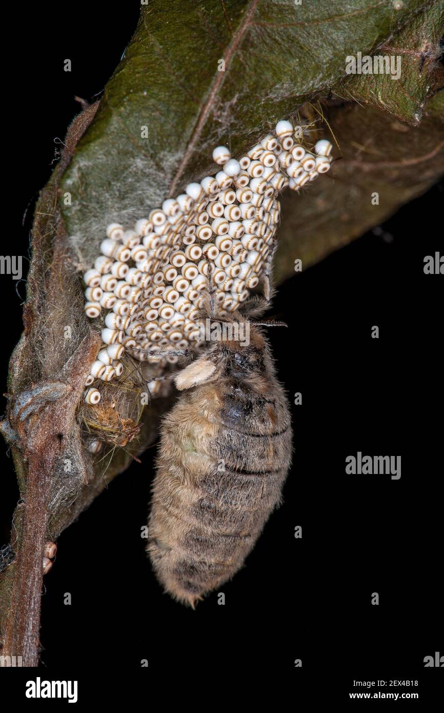 Rusty Tussock Moth (Orgyia antiqua), female and her eggs, Nantes ...