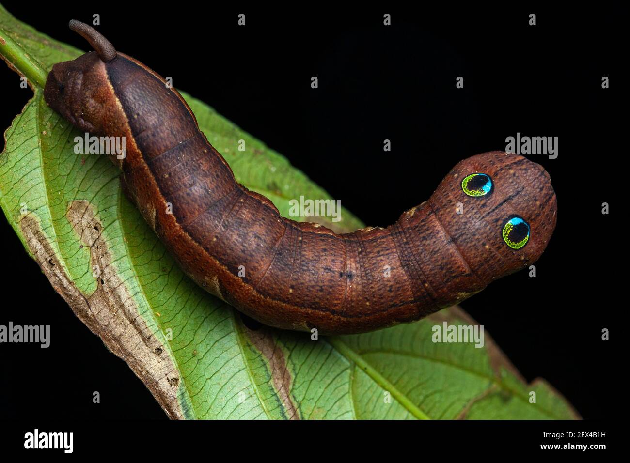 Spotted green hawkmoth (Cechenena helops helops) caterpillar, Kinabalu ...