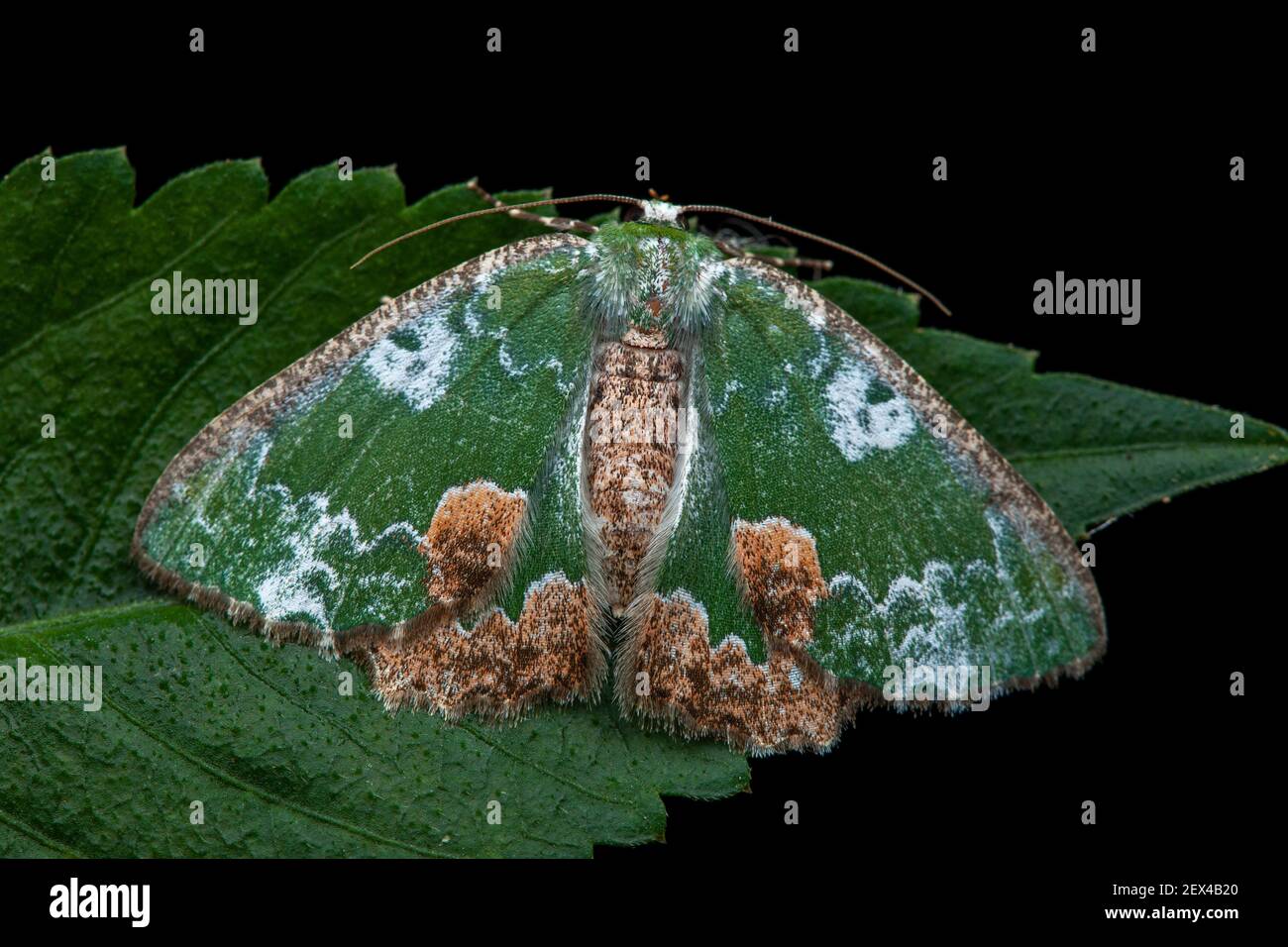 Geometer (Eucyclodes albisparsa), imago on a leaf, Kinabalu NP, Borneo ...