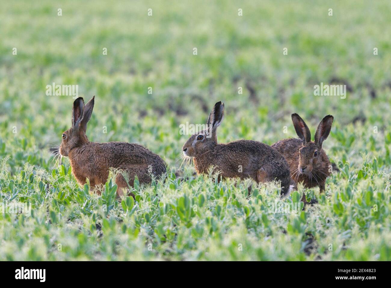 European brown hares in mating season, Lepus europaeus, Hesse, Germany ...