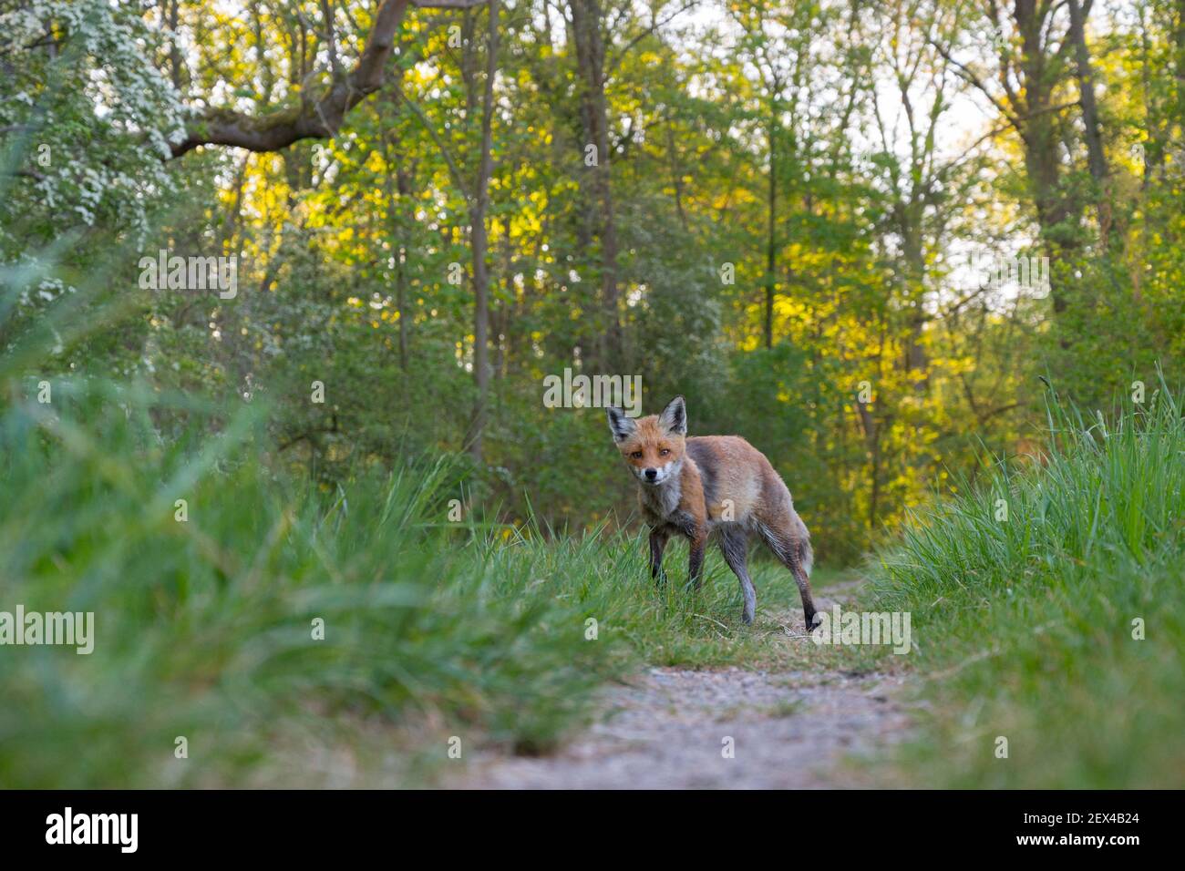Red fox on path in forest, Vulpes vulpes, Springtime, Germany, Europe ...