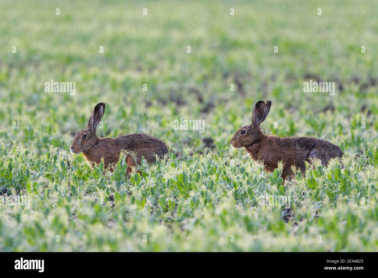 European brown hares in mating season, Lepus europaeus, Hesse, Germany ...