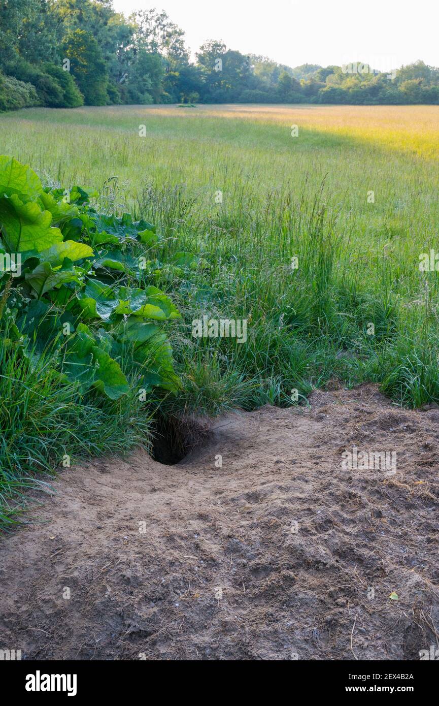 Foxes Foxs Red High Resolution Stock Photography and Images - Alamy