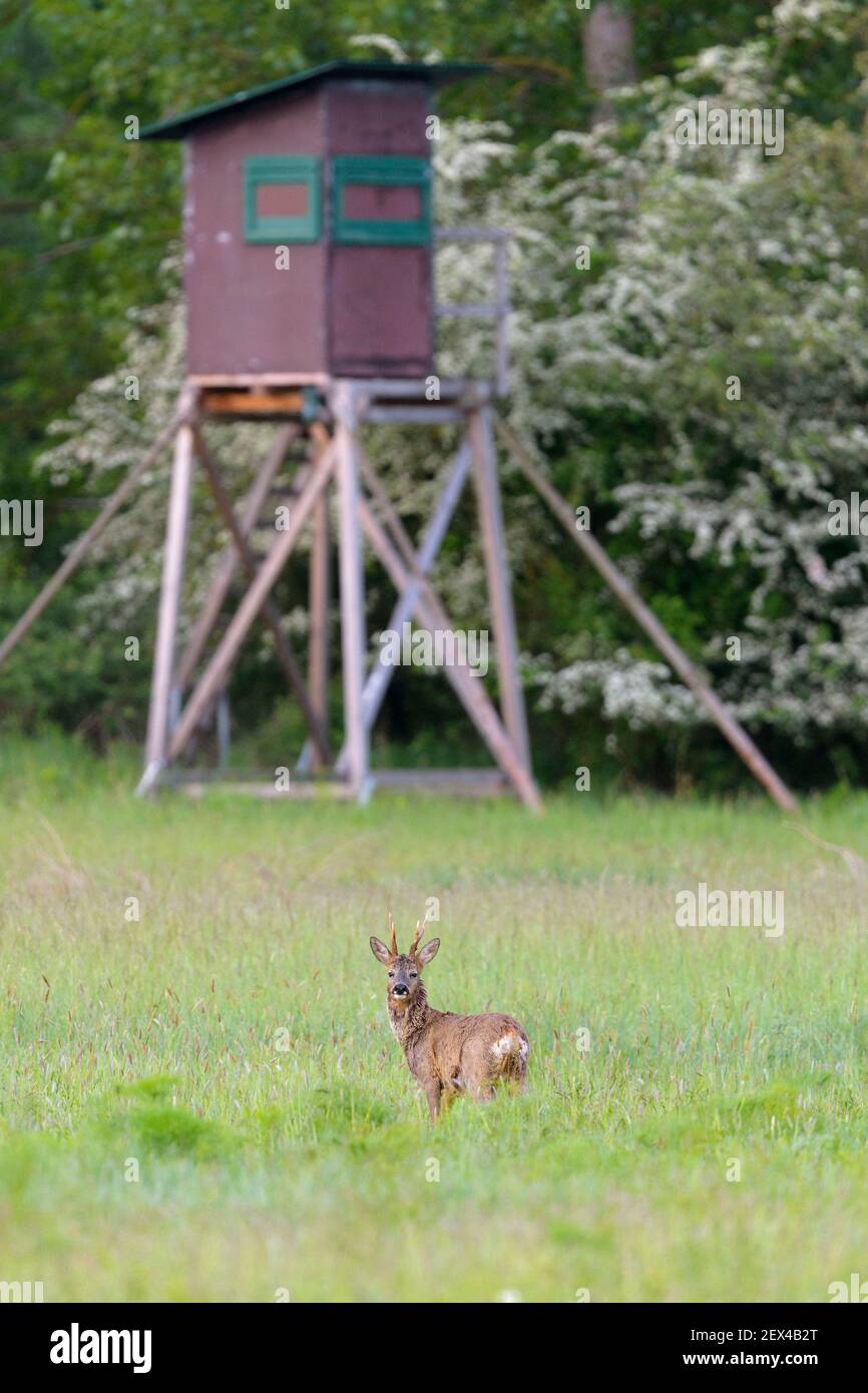 Roe Deer Hunting In Germany