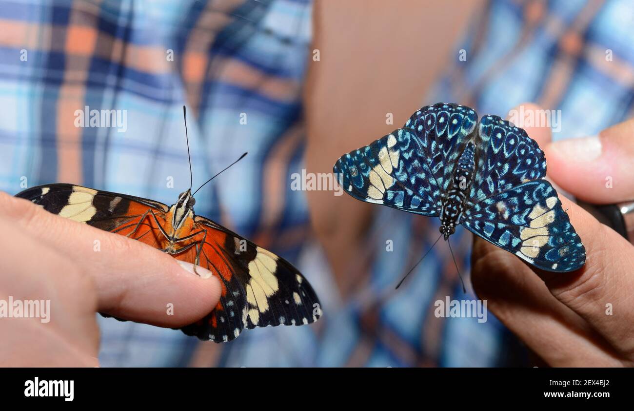 Red Cracker (Hamadryas amphinome) hanging, native to Costa Rica Stock ...