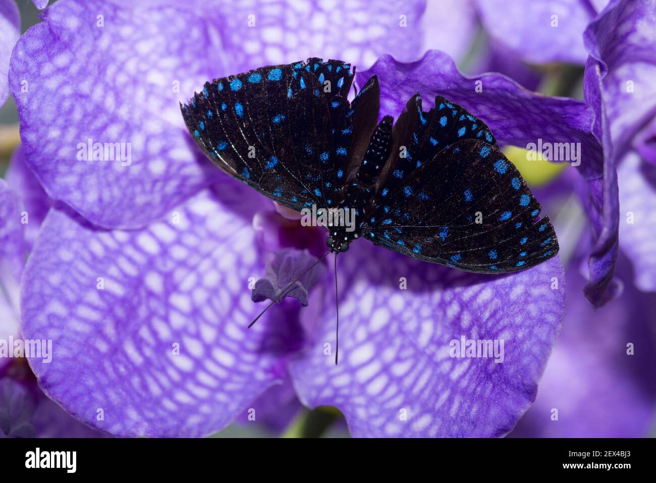 Starry Night cracker (Hamadryas laodamia) on a flower, native to Costa ...