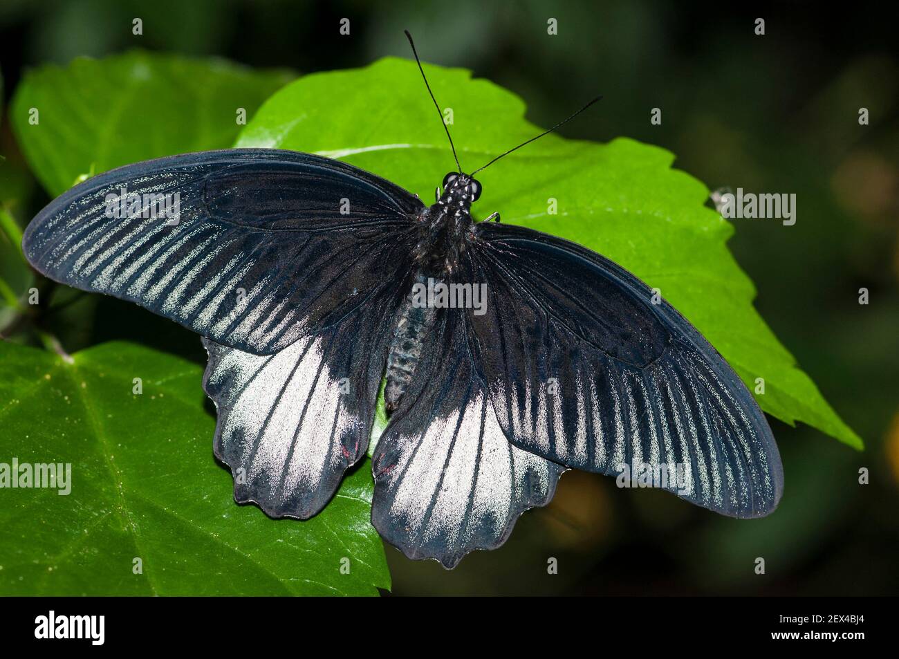 Papilio Memnon