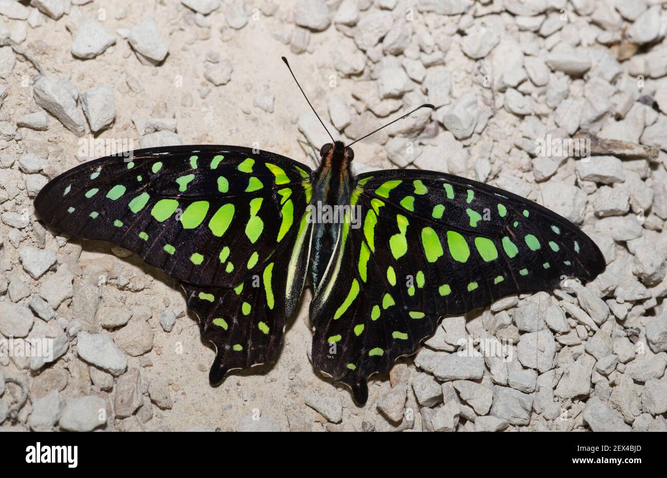 Tailed jay graphium agamemnon agamemnon butterfly hi-res stock ...