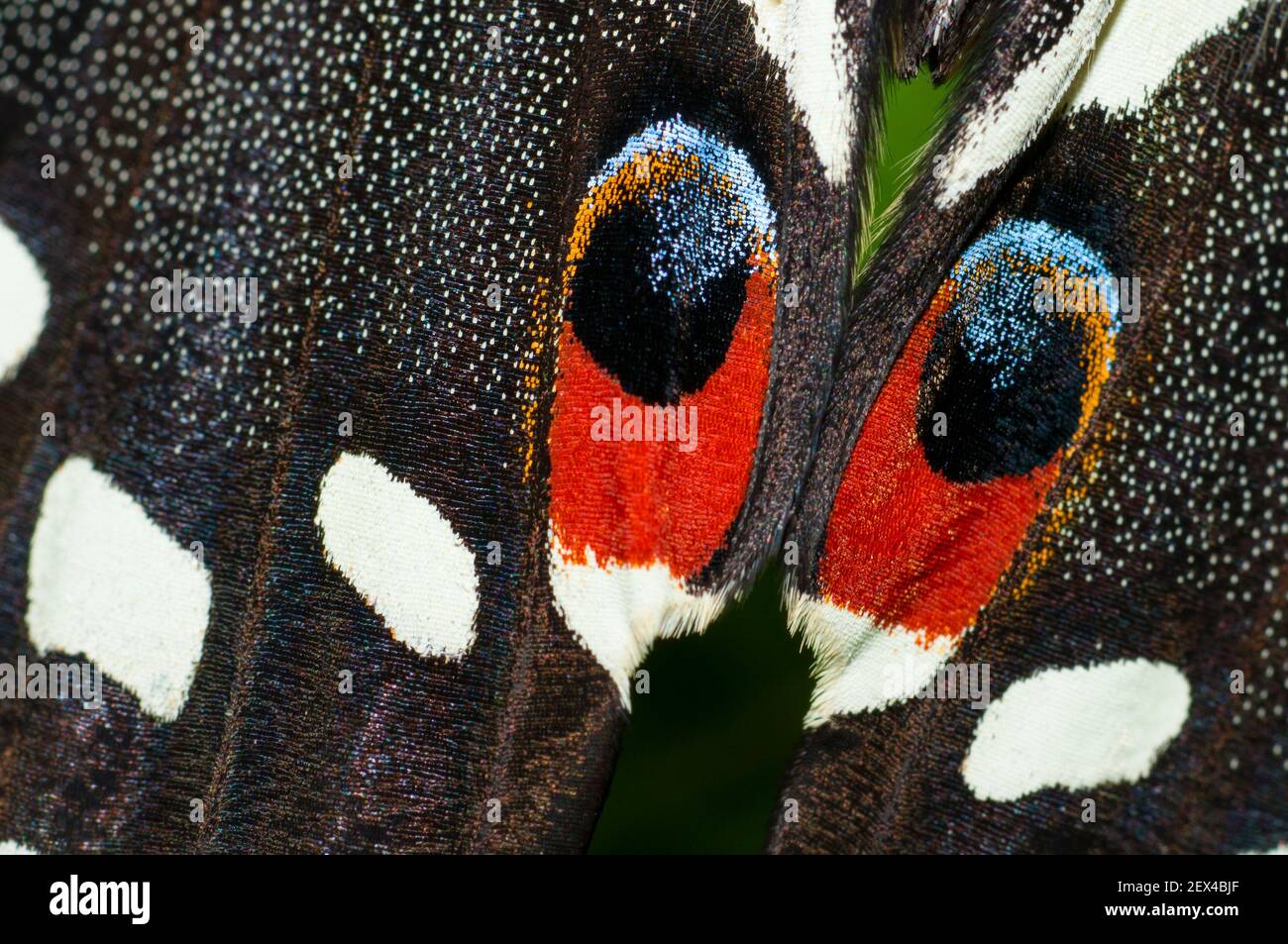 Citrus Swallowtail (Papilio demodocus), eyespots, native of Reunion ...