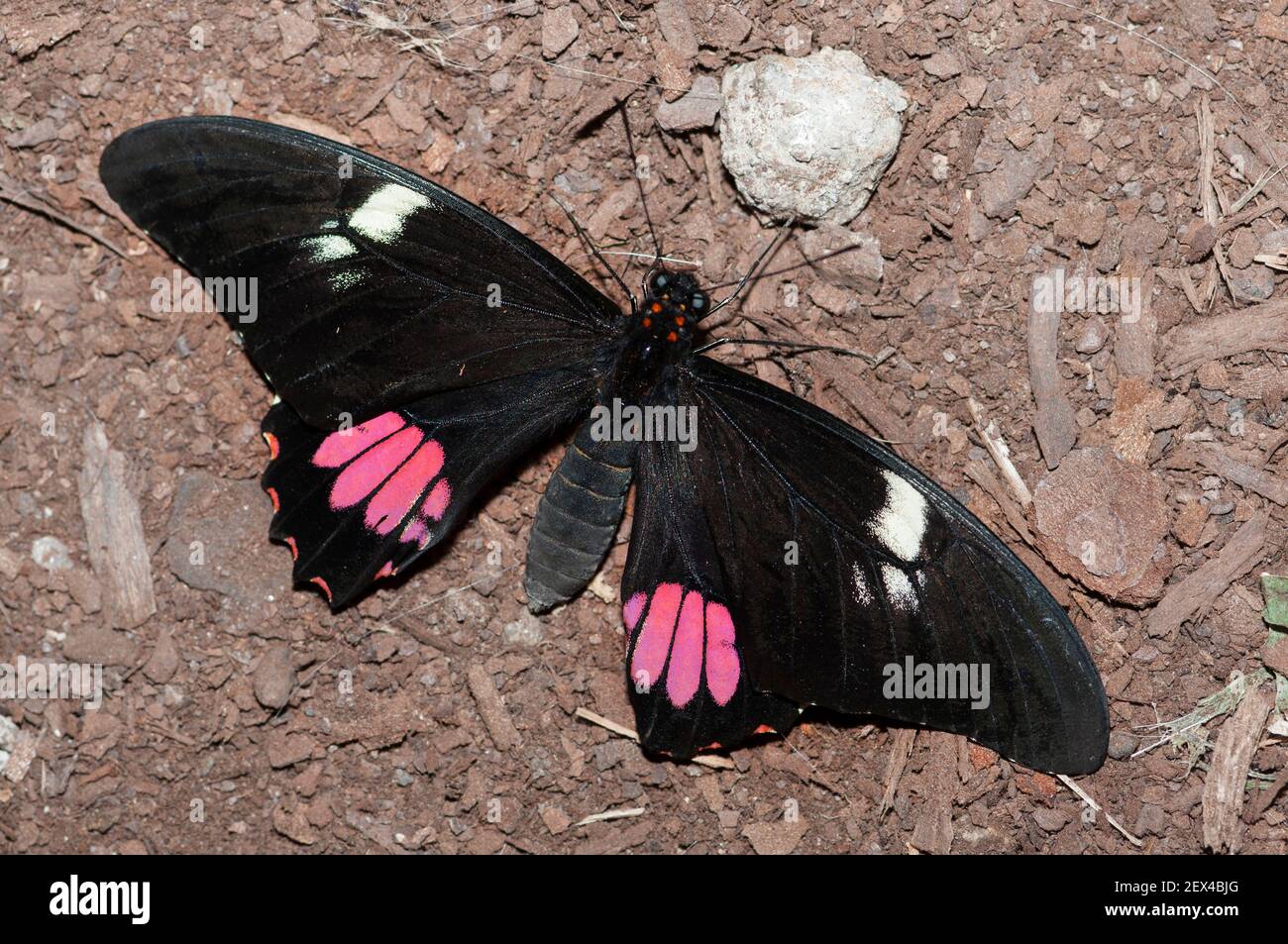 Ruby-spotted swallowtail ( anchisiades) on ground, native of the Amazon ...