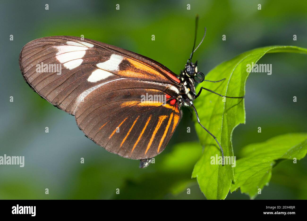 Small Postman Butterfly (Heliconius erato reductimaculata) on a leaf ...