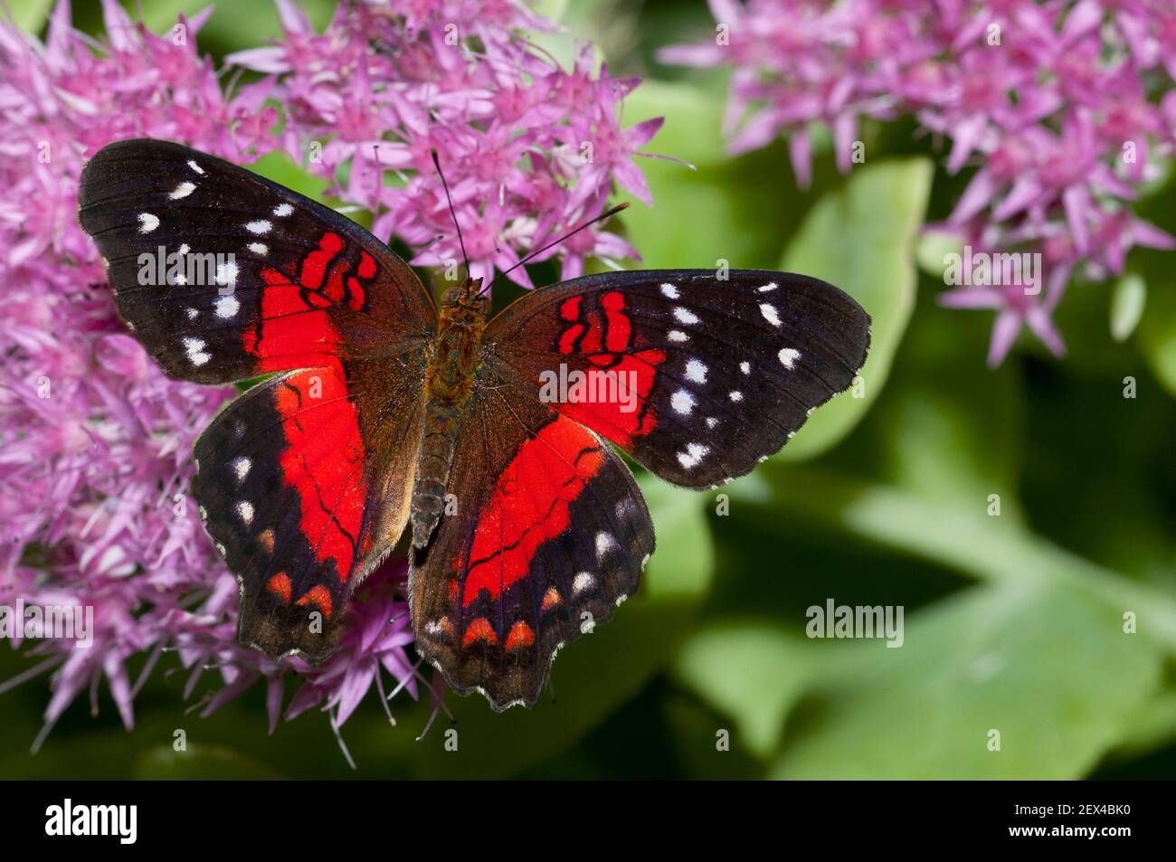 Brazil native flowers hi-res stock photography and images - Alamy