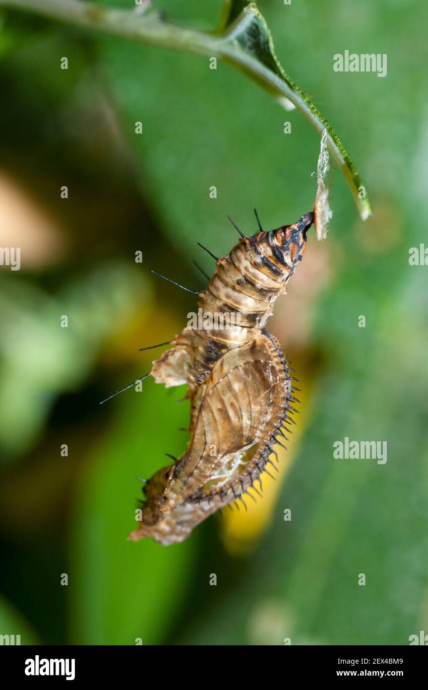 Postman (Heliconius melpomene) chrysalis, native to Peru Stock Photo ...