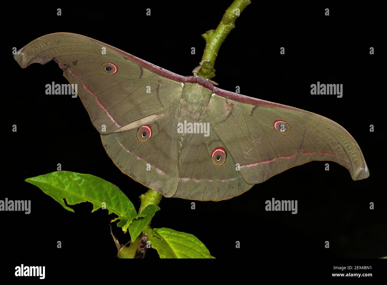 Saturniid moth (Antheraea korintjiana), imago, Kinabalu NP, Borneo ...