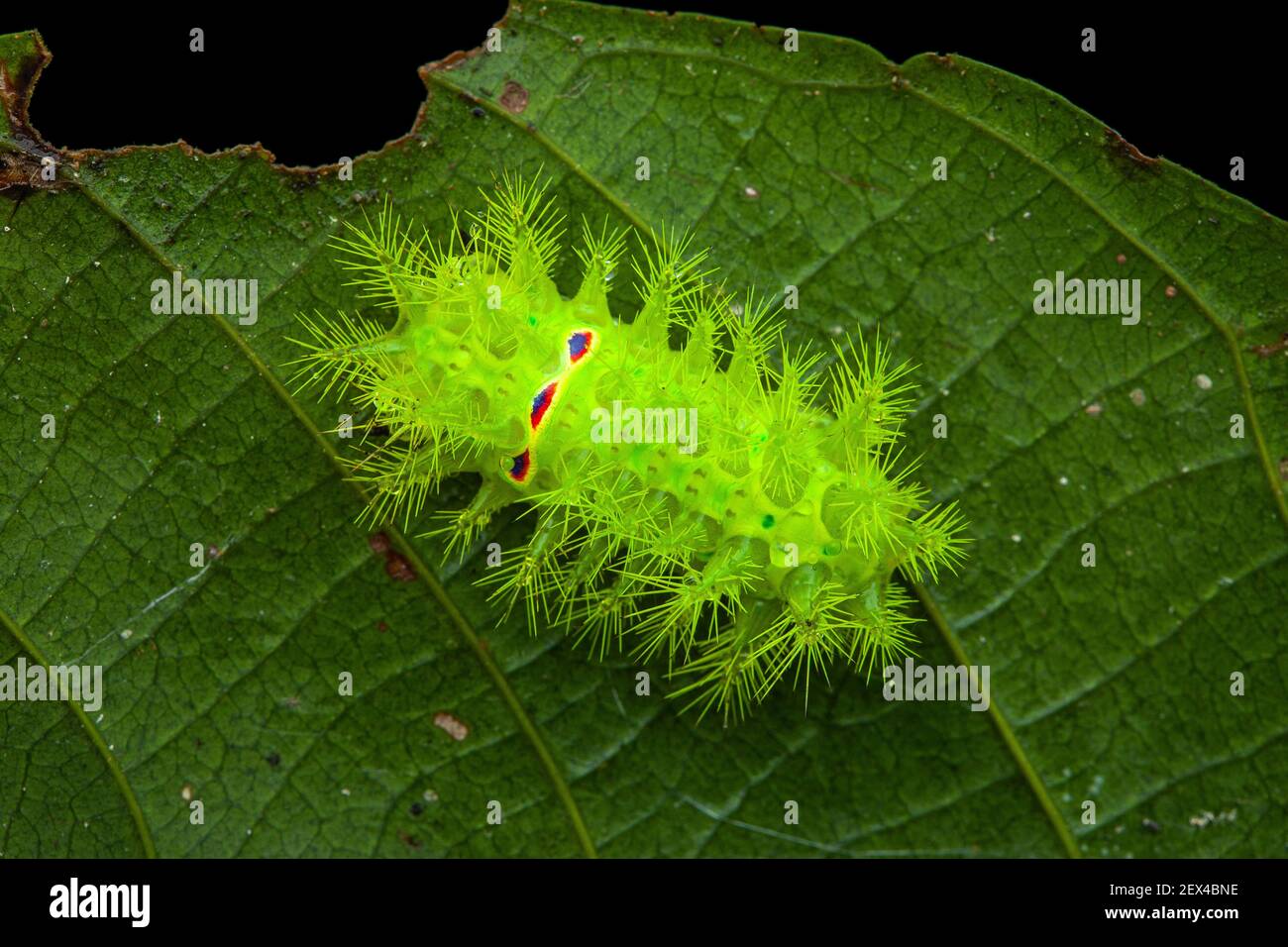 Limacodidae hi-res stock photography and images - Alamy